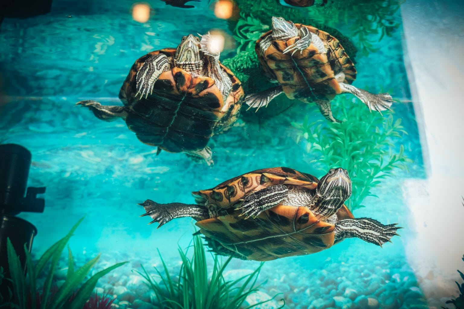 Red-Eared Slider Turtles: Facts, Info, and More About This Fascinating ...