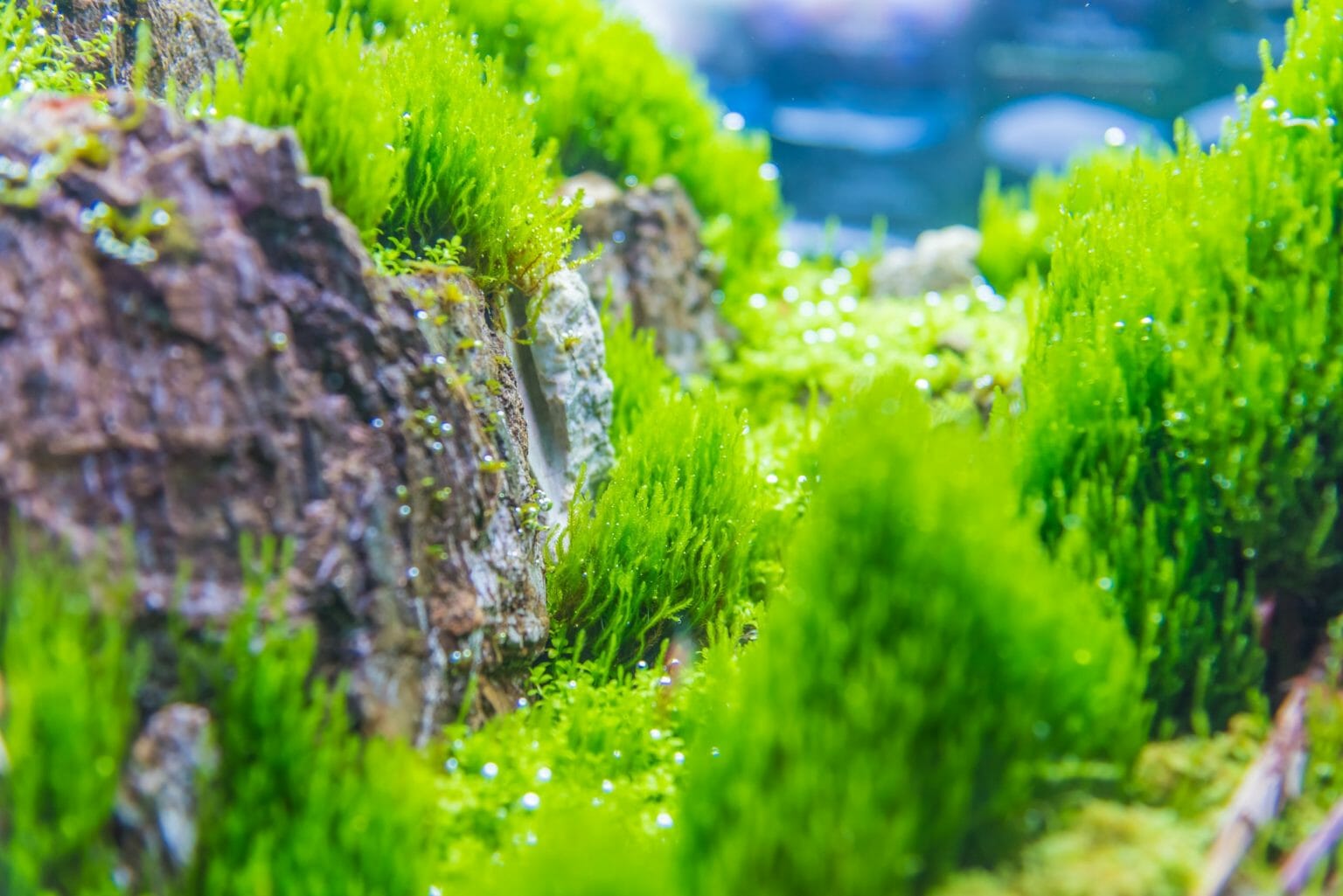 Does Java Moss Need Fertilizer: Tips to Grow Your Java Moss Beautifully ...