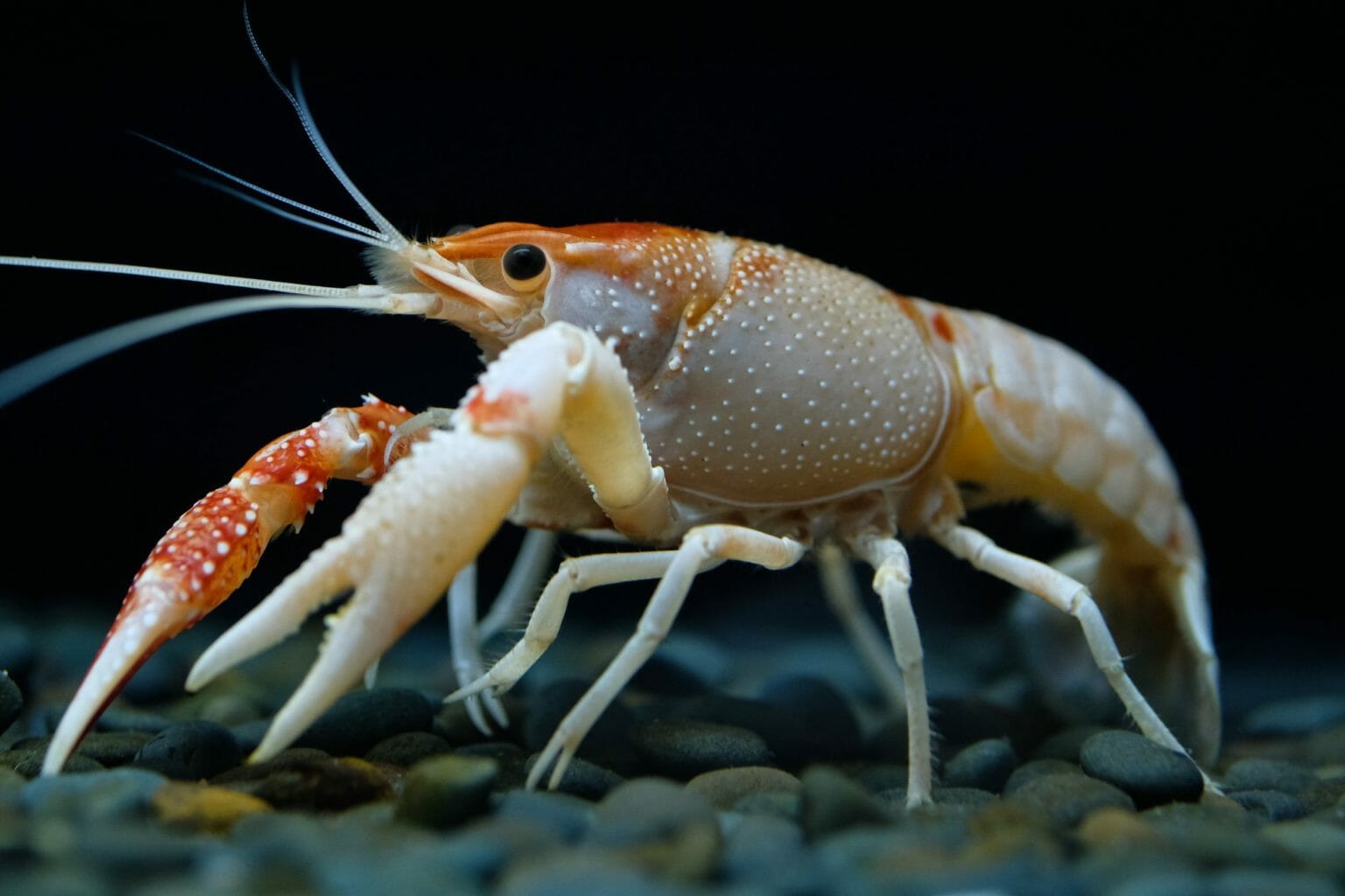 Are Crayfish Freshwater or Saltwater: Knowing the Suitable Water for ...
