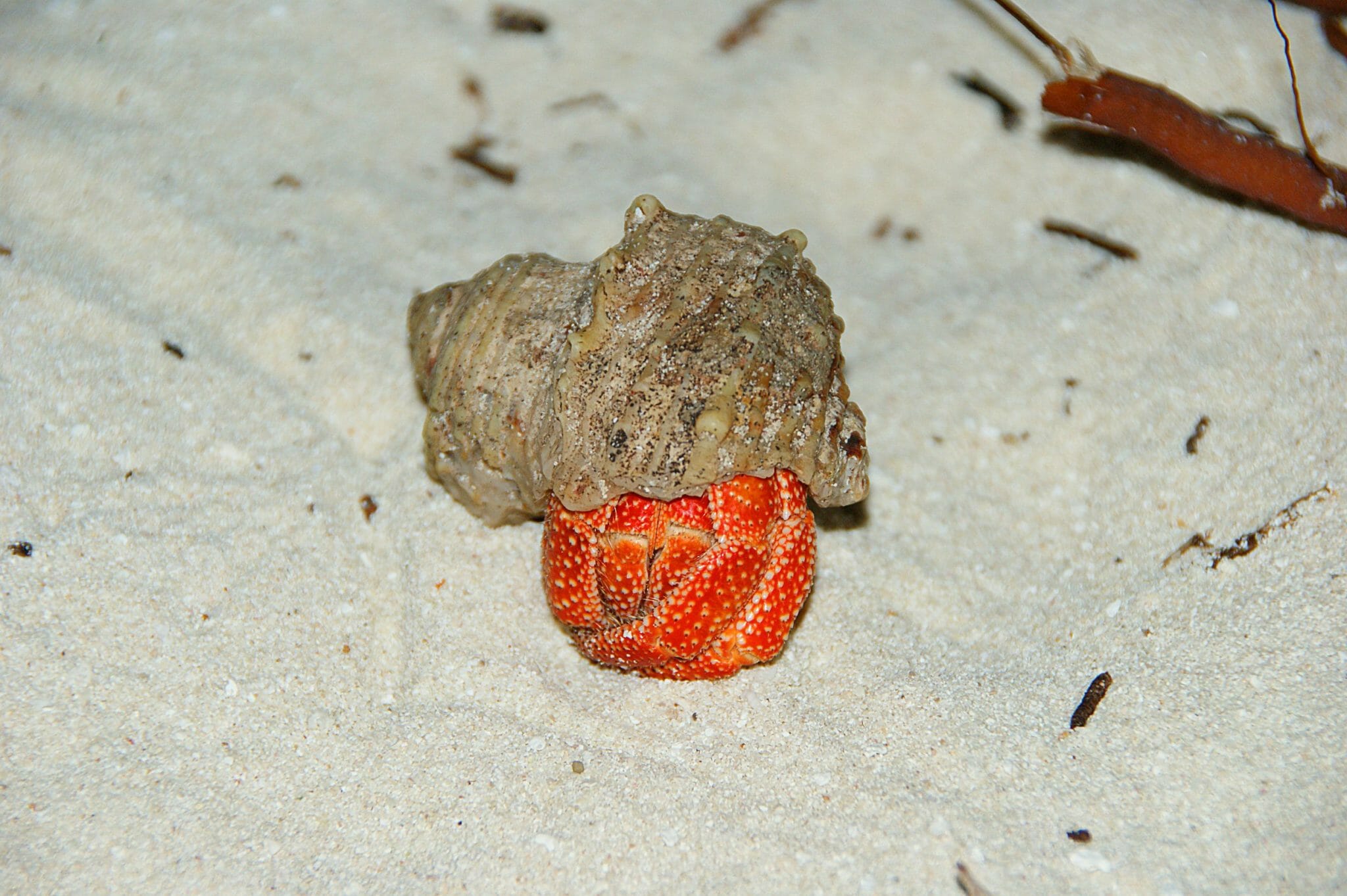 Types of Hermit Crabs: 7 Wonderful Species You Need to Check Out ...