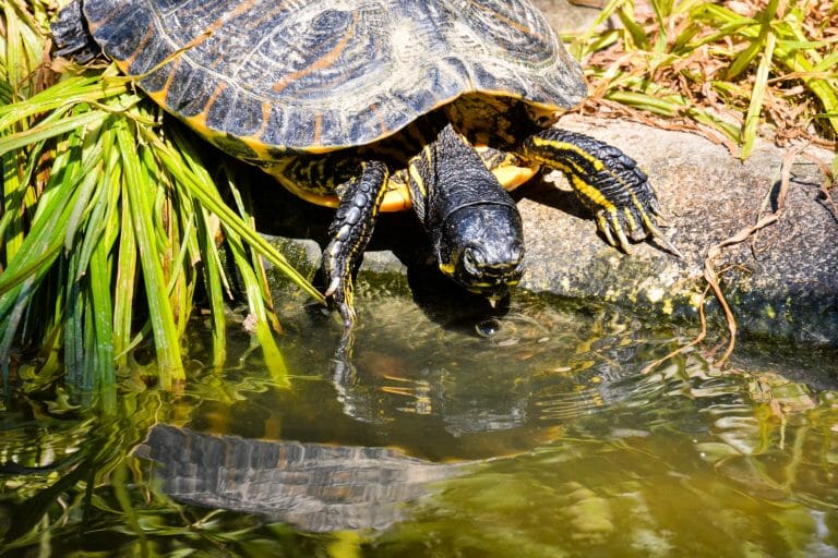 Do Red-Eared Sliders Get Lonely: A Guide to Keeping Your Slider Turtle ...