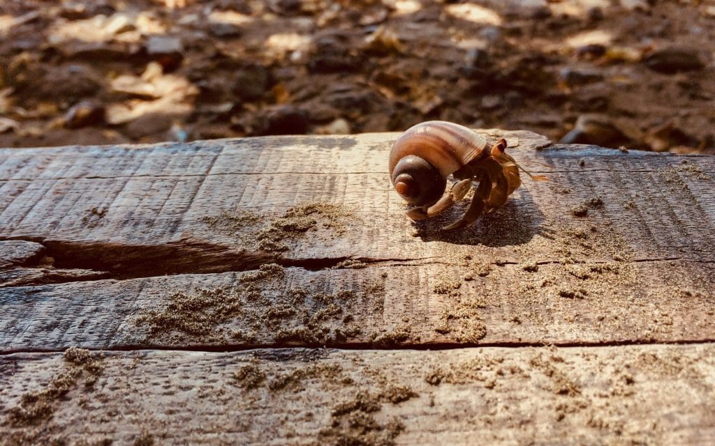 Can Red-Eared Slider Turtles Eat Grapes: A Guide to Safely Feeding Red ...