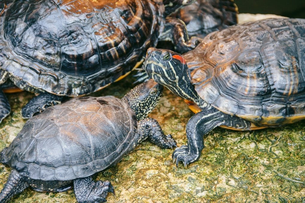 Are Red-Eared Slider Turtles Good Pets: What You Need to Know Before ...