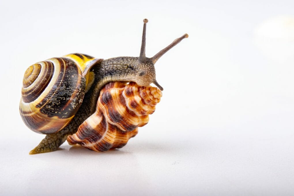 Rare Freshwater Snails: Interesting Species You Don't Want to Miss!