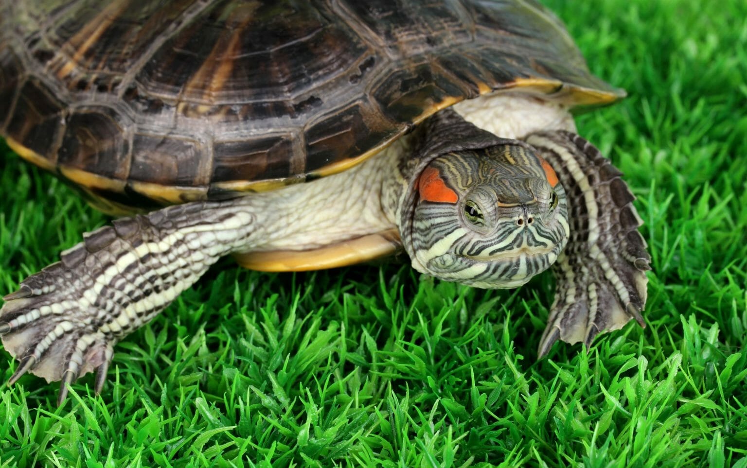 Can Red-Eared Slider Turtles Eat Carrots: Different Carrot Parts and ...