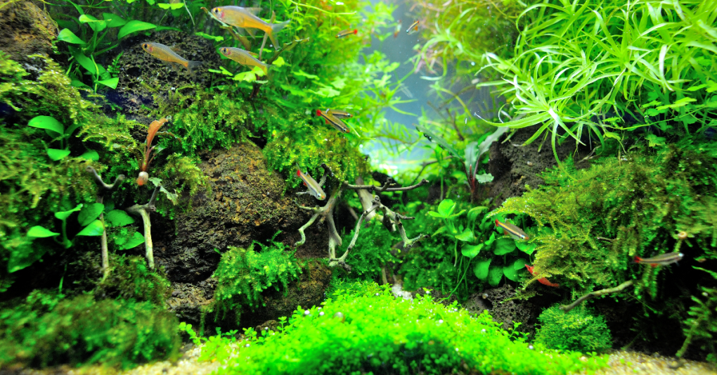 Does Java Moss Float: Floating Java Moss in Your Aquarium