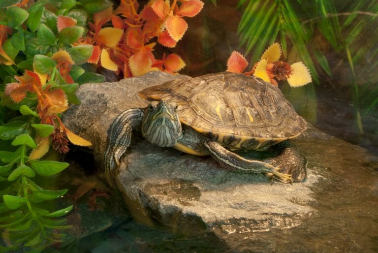 How To Care For A Red Eared Slider Providing The Best Domestic Life