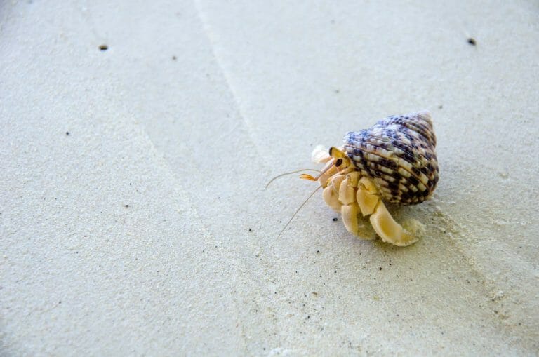 Why Did My Hermit Crab Come Out of Its Shell: Reasons and Solutions