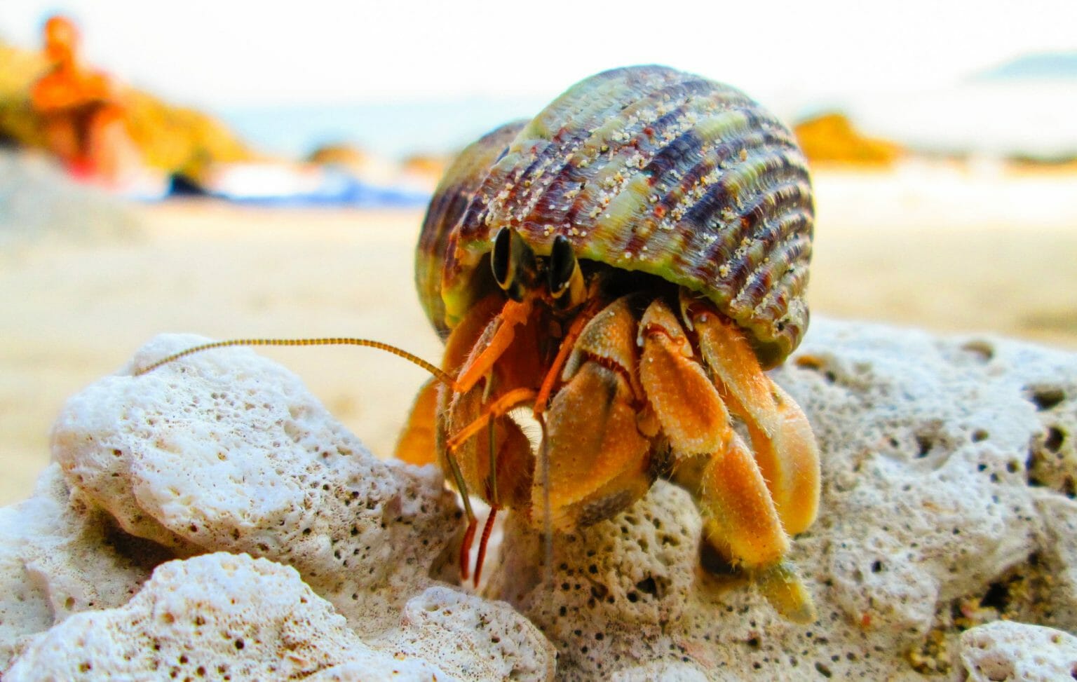 Why Is My Hermit Crab Chirping: Is It Normal or Bad? - HomeTanks