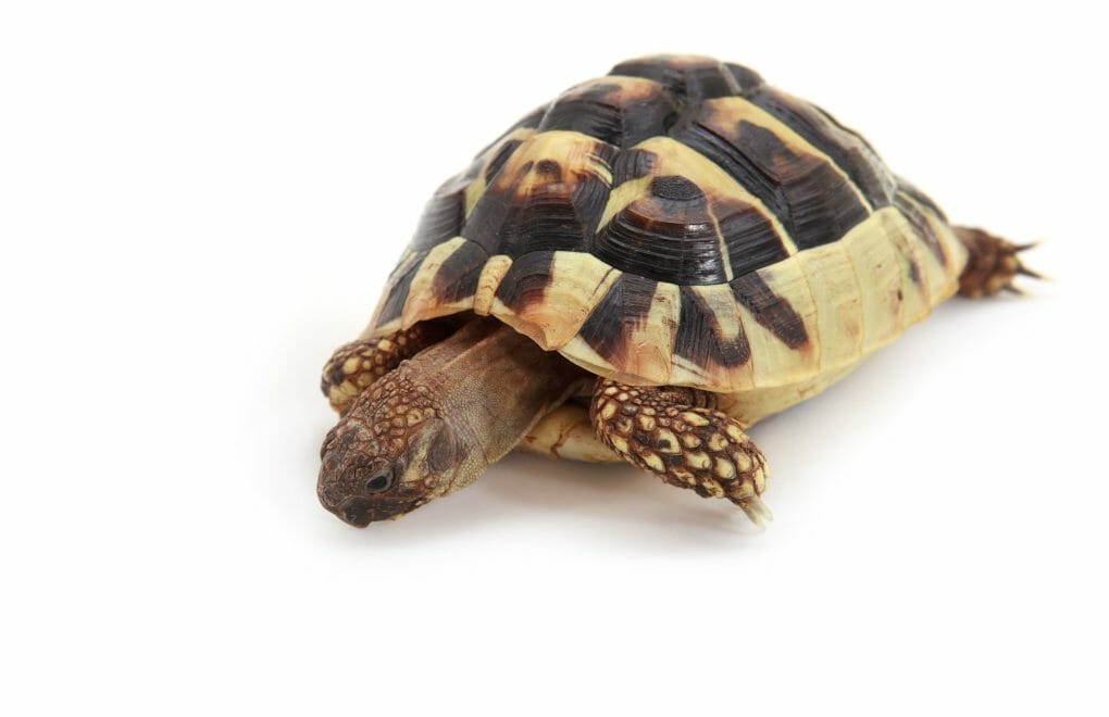 Can Red Eared Slider Turtles Hear: Hearing Abilities and Their Importance