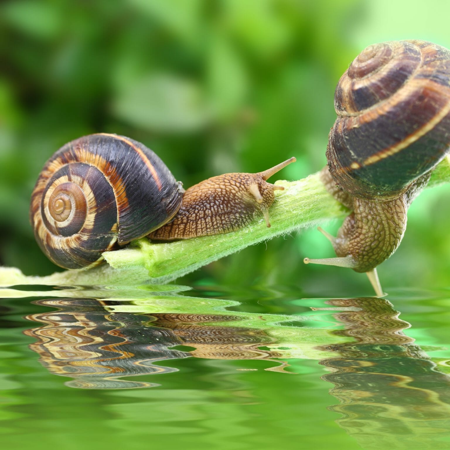 Do Freshwater Snails Eat Algae: How Snails Keep Aquariums Clean and ...