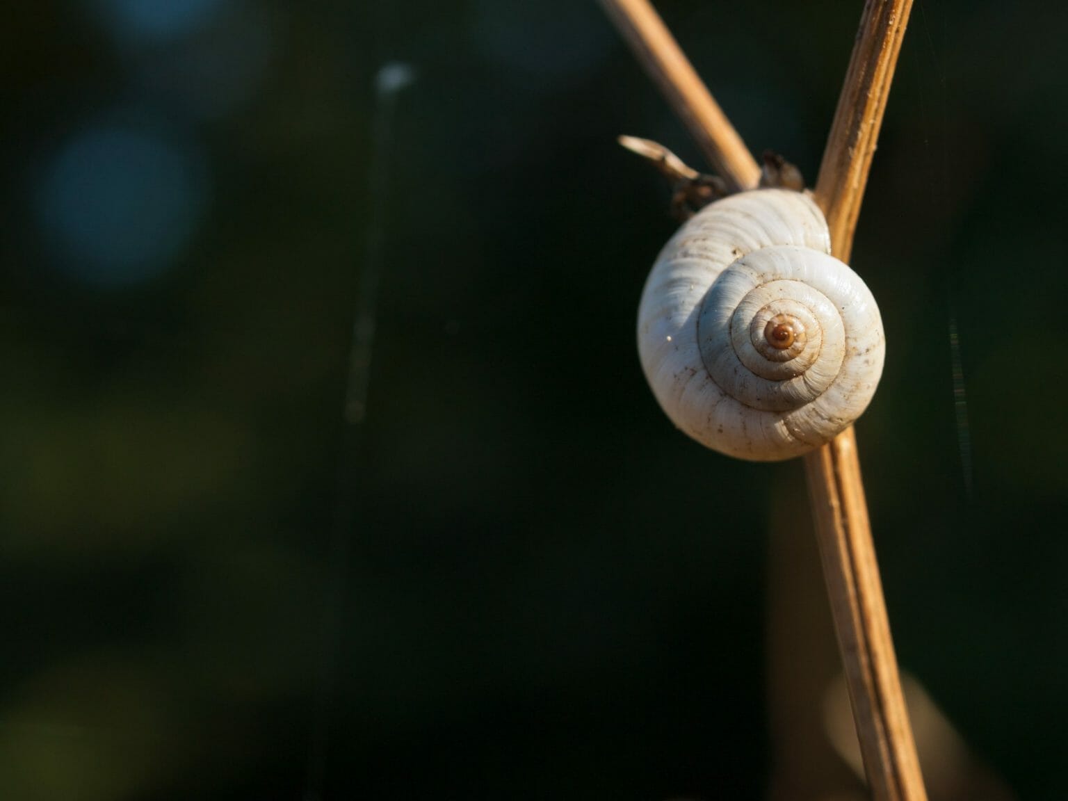 How Big Do Freshwater Snails Get: The Typical Size of Freshwater Snails ...
