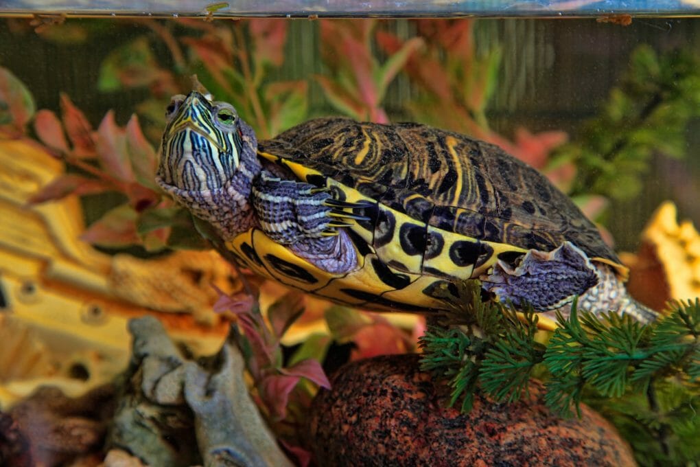 Red-Eared Slider Turtles: Facts, Info, and More About This Fascinating ...