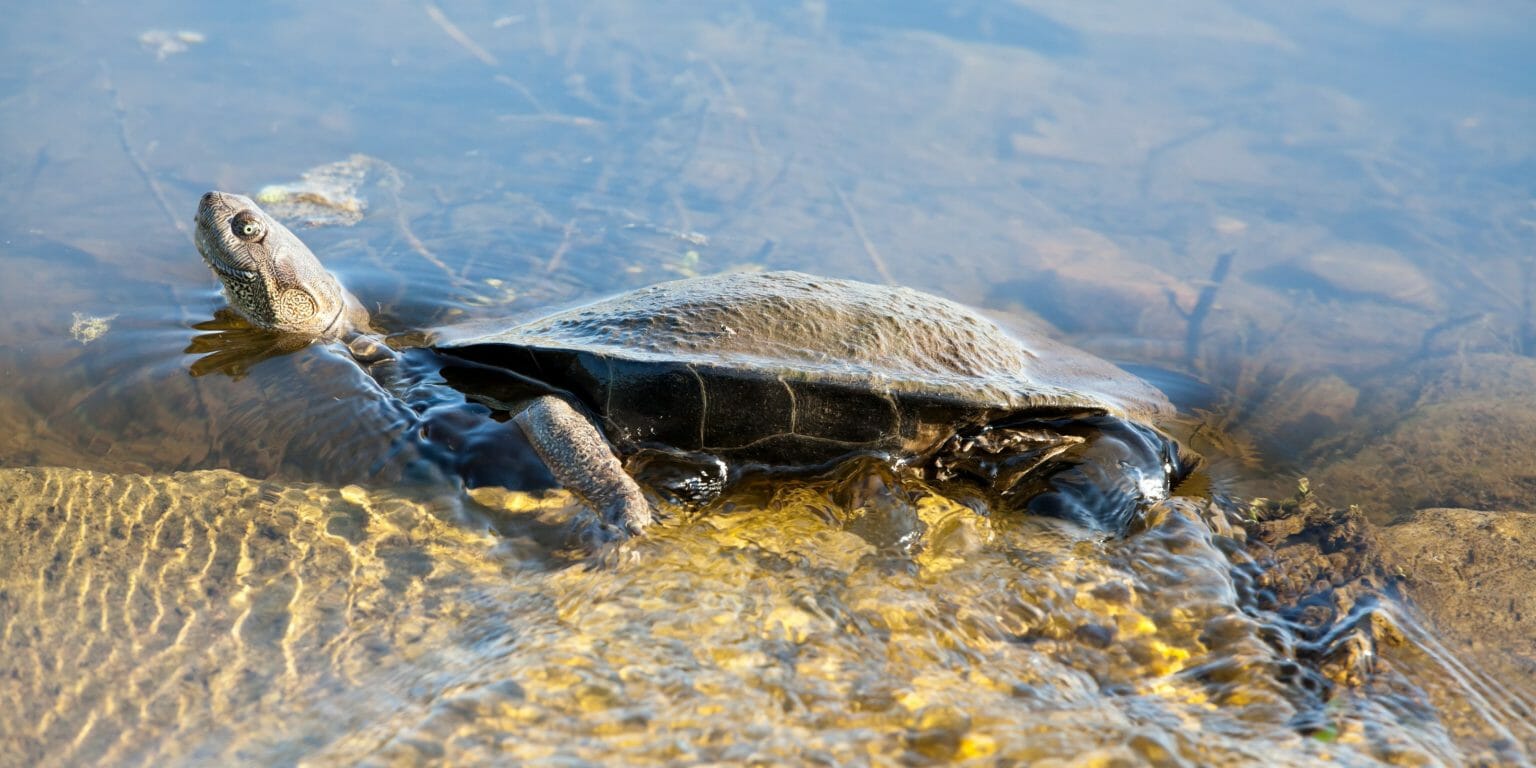 Are Red-Eared Slider Turtles Aggressive: Commons Reasons and How to ...