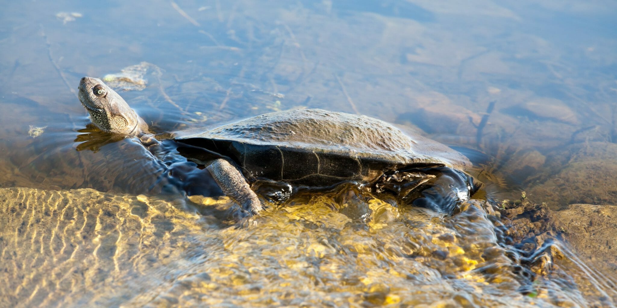 Are Red-Eared Slider Turtles Aggressive: Commons Reasons and How to ...