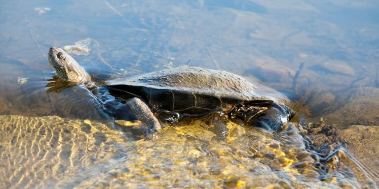 Are Red-Eared Slider Turtles Aggressive: Commons Reasons and How to ...