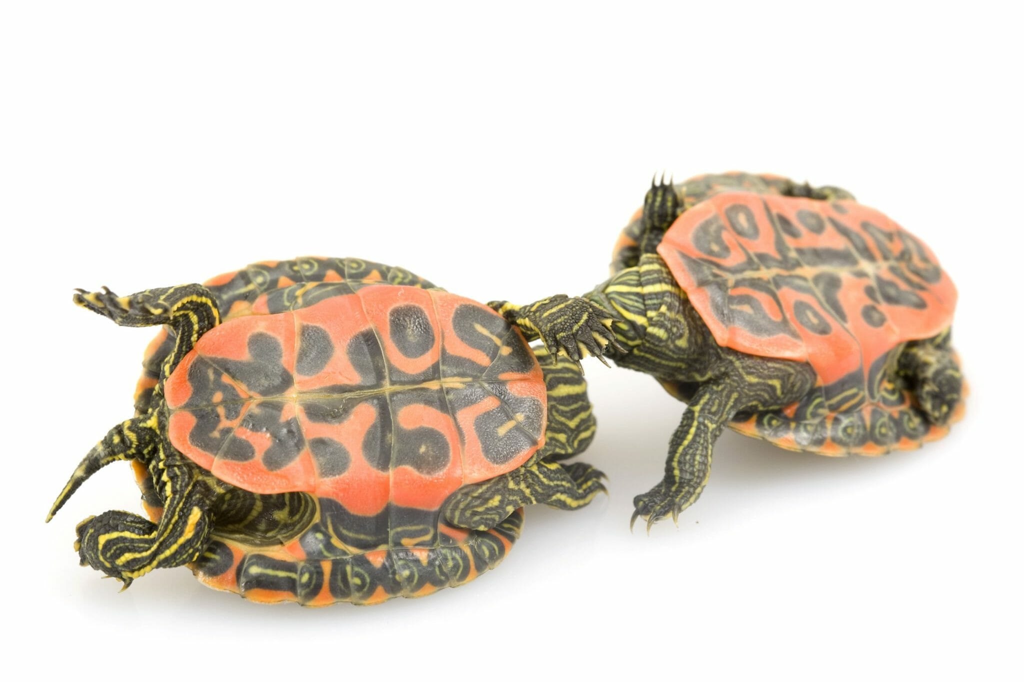 Why Do Red-Eared Slider Turtles Bite Each Other: Reasons and Prevention