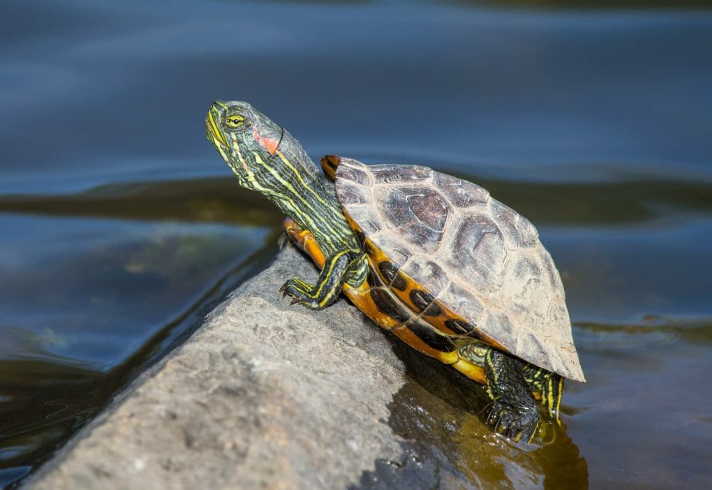 Do Red-Eared Sliders Need Water: What to Know When Providing Your Turtles With Water