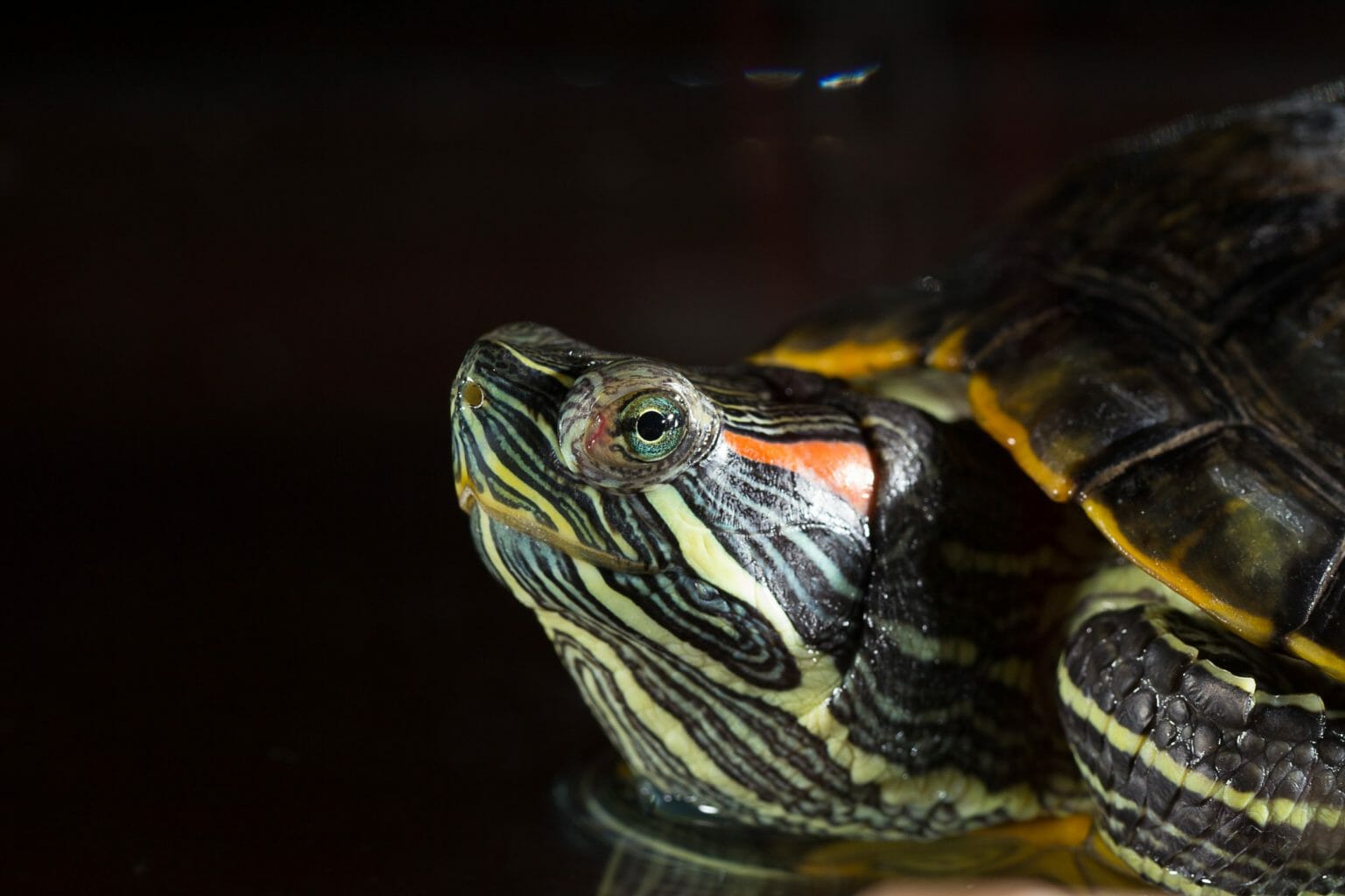Can Red-Eared Sliders See in the Dark: Facts About Their Fascinating ...
