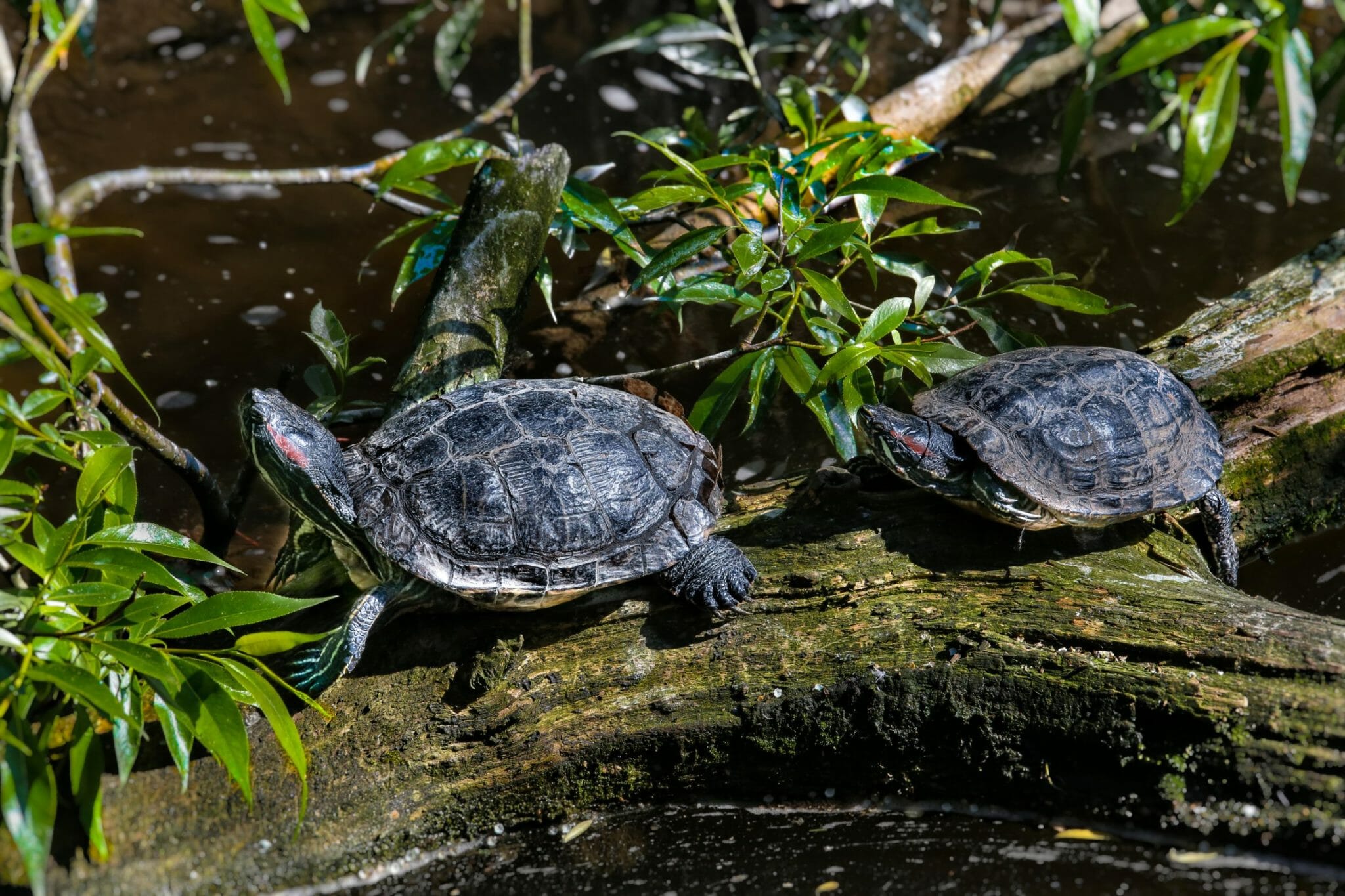 Red Eared Slider Male or Female: Distinct Differences You Should Know
