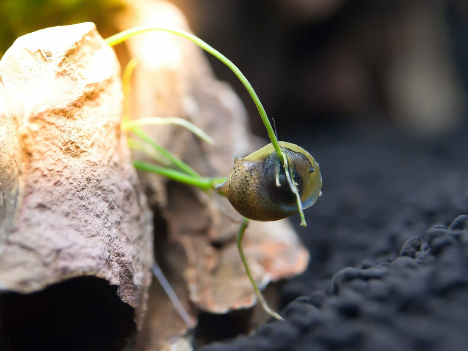 Rare Freshwater Snails: Interesting Species You Don't Want to Miss ...