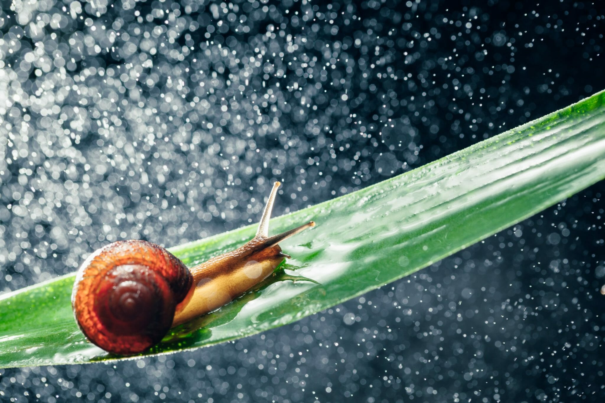 Do Freshwater Snails Eat Algae How Snails Keep Aquariums Clean And Healthy Hometanks