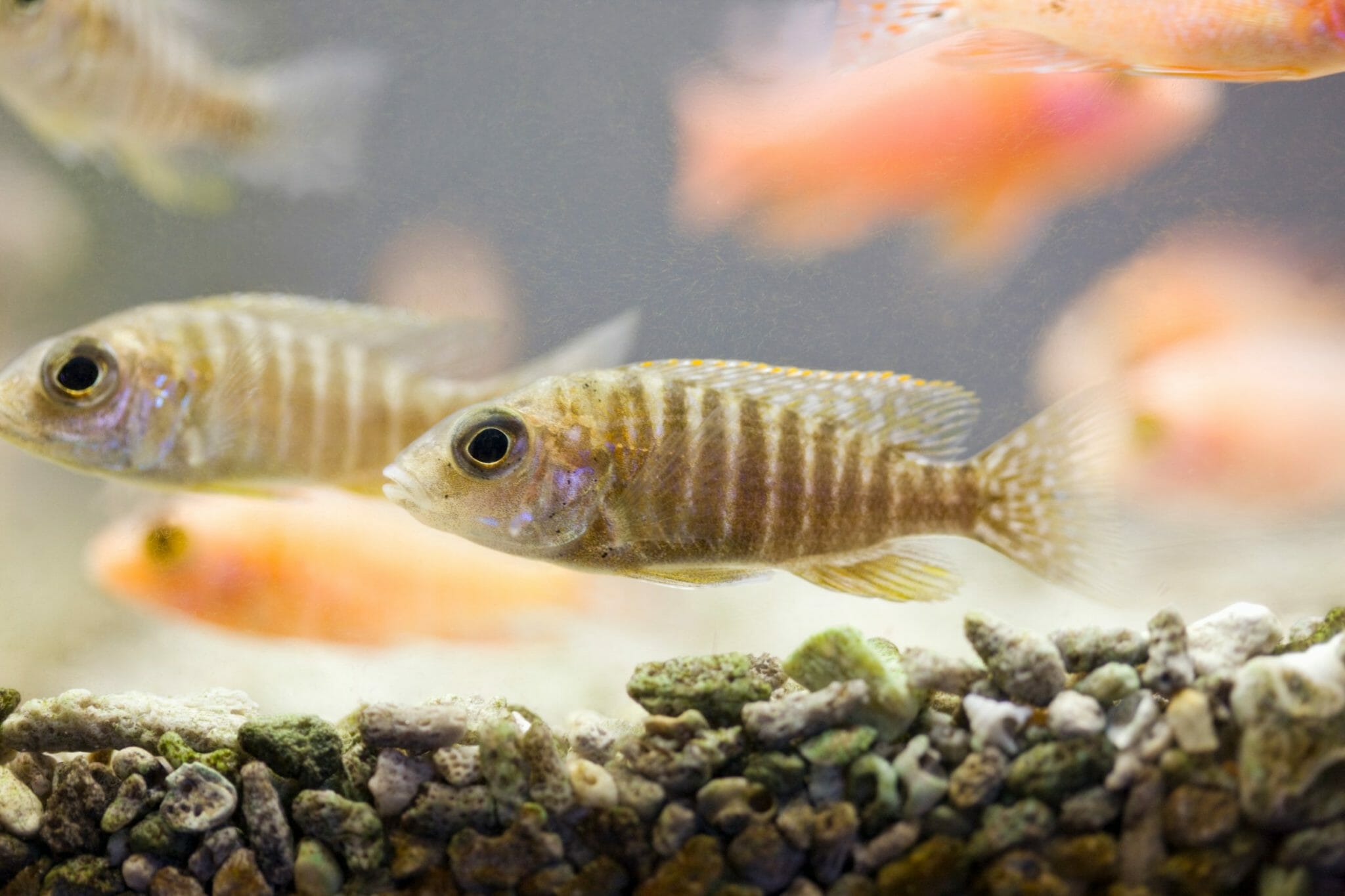 Do Red-Eared Slider Turtles Eat Fish: Your Pet's Main Diet - HomeTanks