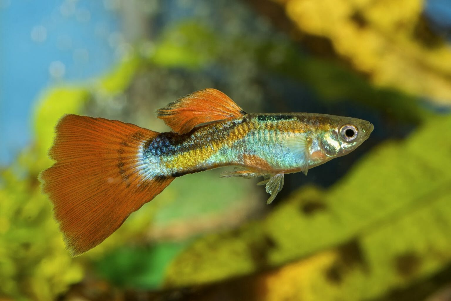 Do Red-Eared Slider Turtles Eat Fish: Your Pet's Main Diet - HomeTanks