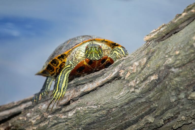 Different Types Of Red Eared Slider Turtles General Facts And Things