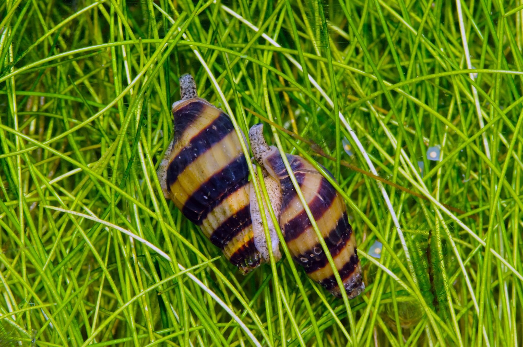 Types of Freshwater Snails: Different Freshwater Snails for Your ...