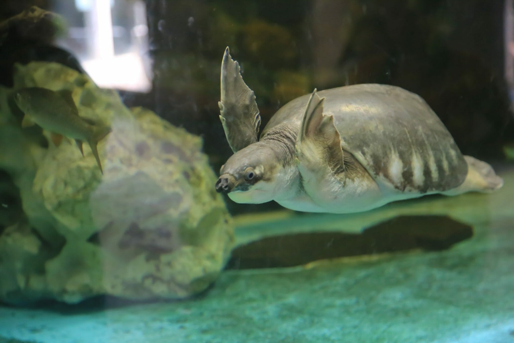 Why Do Red-Eared Slider Turtles Bite Each Other: Reasons and Prevention