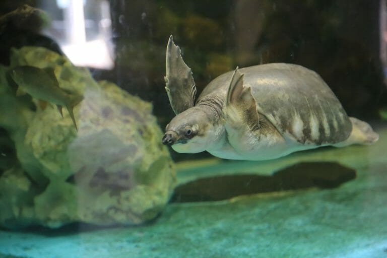 Why Do Red-Eared Slider Turtles Bite Each Other: Reasons and Prevention