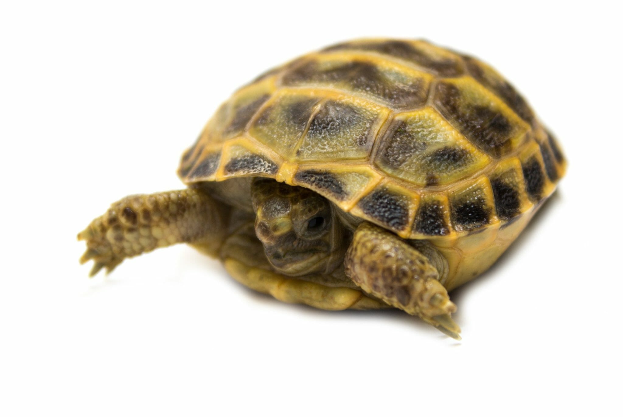 Why Do Red-Eared Slider Turtles Bite Each Other: Reasons and Prevention