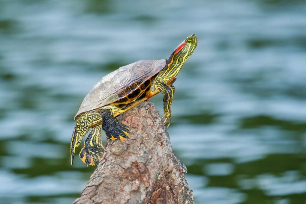 Red-Eared Slider Turtles Lifespan: Factors, Life Cycle, and Improving ...