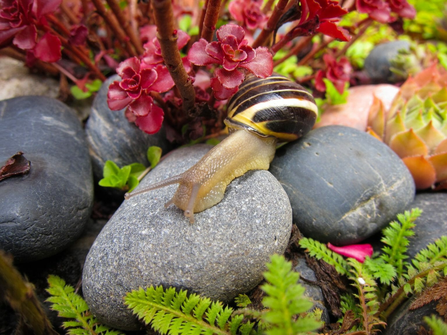 Rare Freshwater Snails: Interesting Species You Don't Want to Miss!