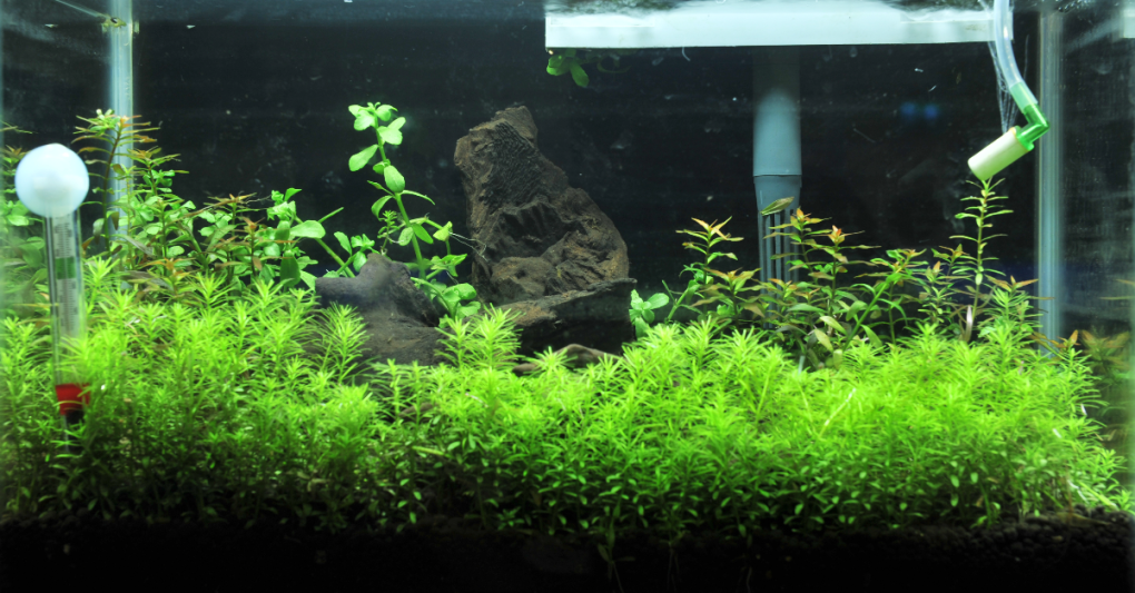 Why Is My Java Moss Turning Brown: Common Reasons and Treatment