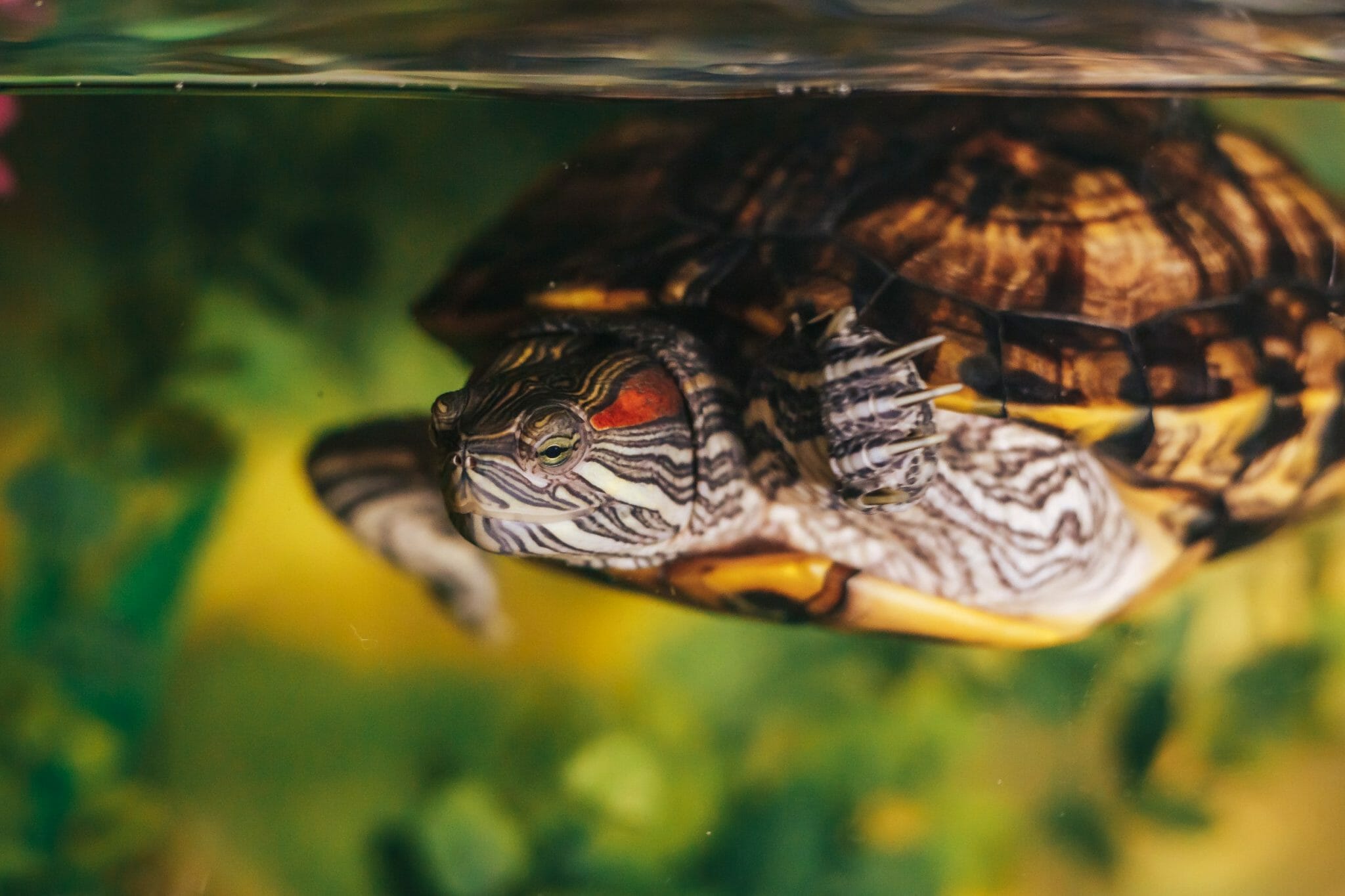 Facts About Red-Eared Slider Turtles: Trivias on These Amazing Creatures