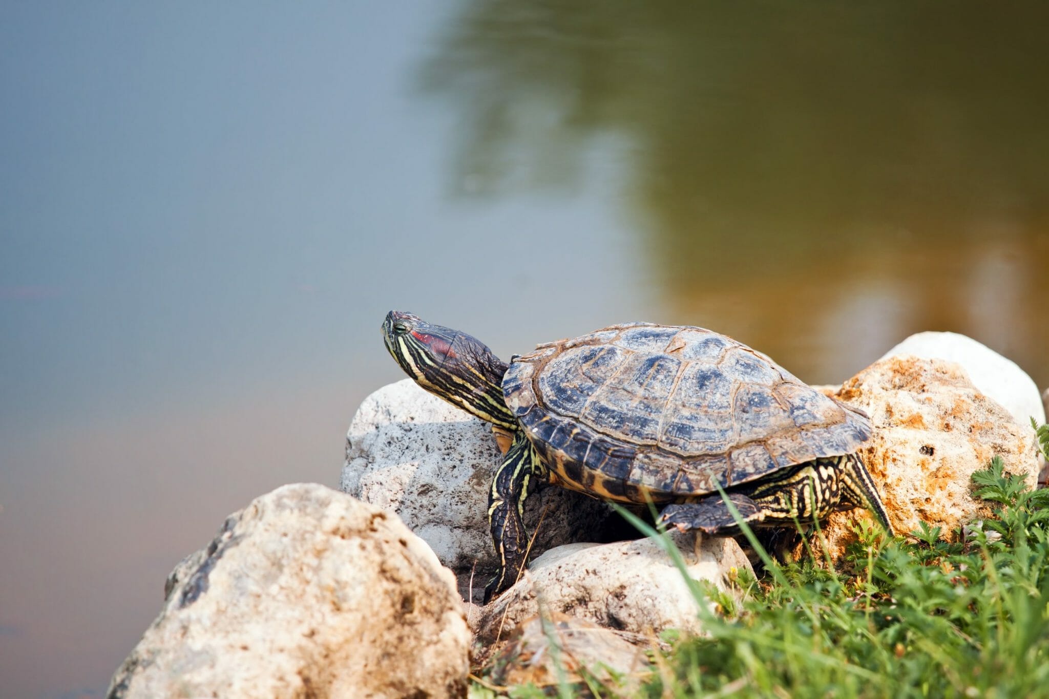 Red-Eared Slider Turtles: Facts, Info, and More About This Fascinating ...