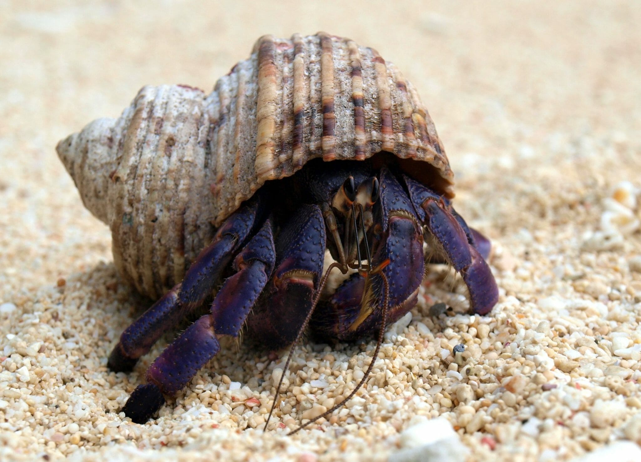Types of Hermit Crabs: 7 Wonderful Species You Need to Check Out ...