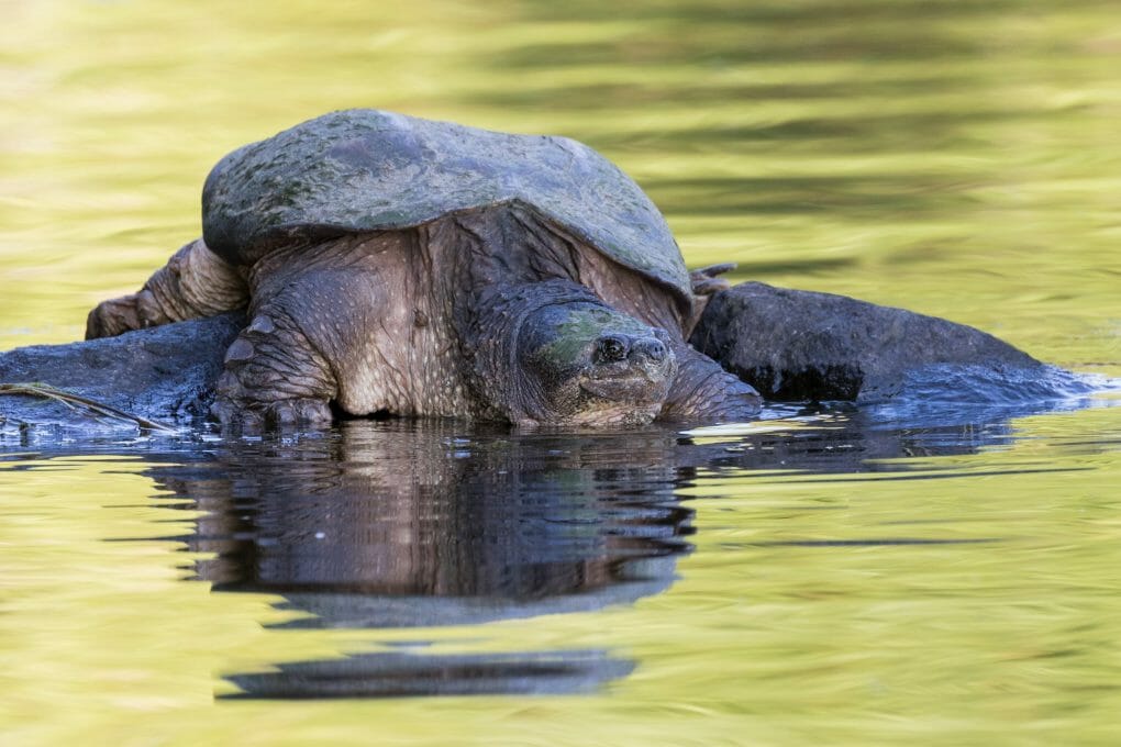 Why Do Red-Eared Slider Turtles Bite Each Other: Reasons and Prevention