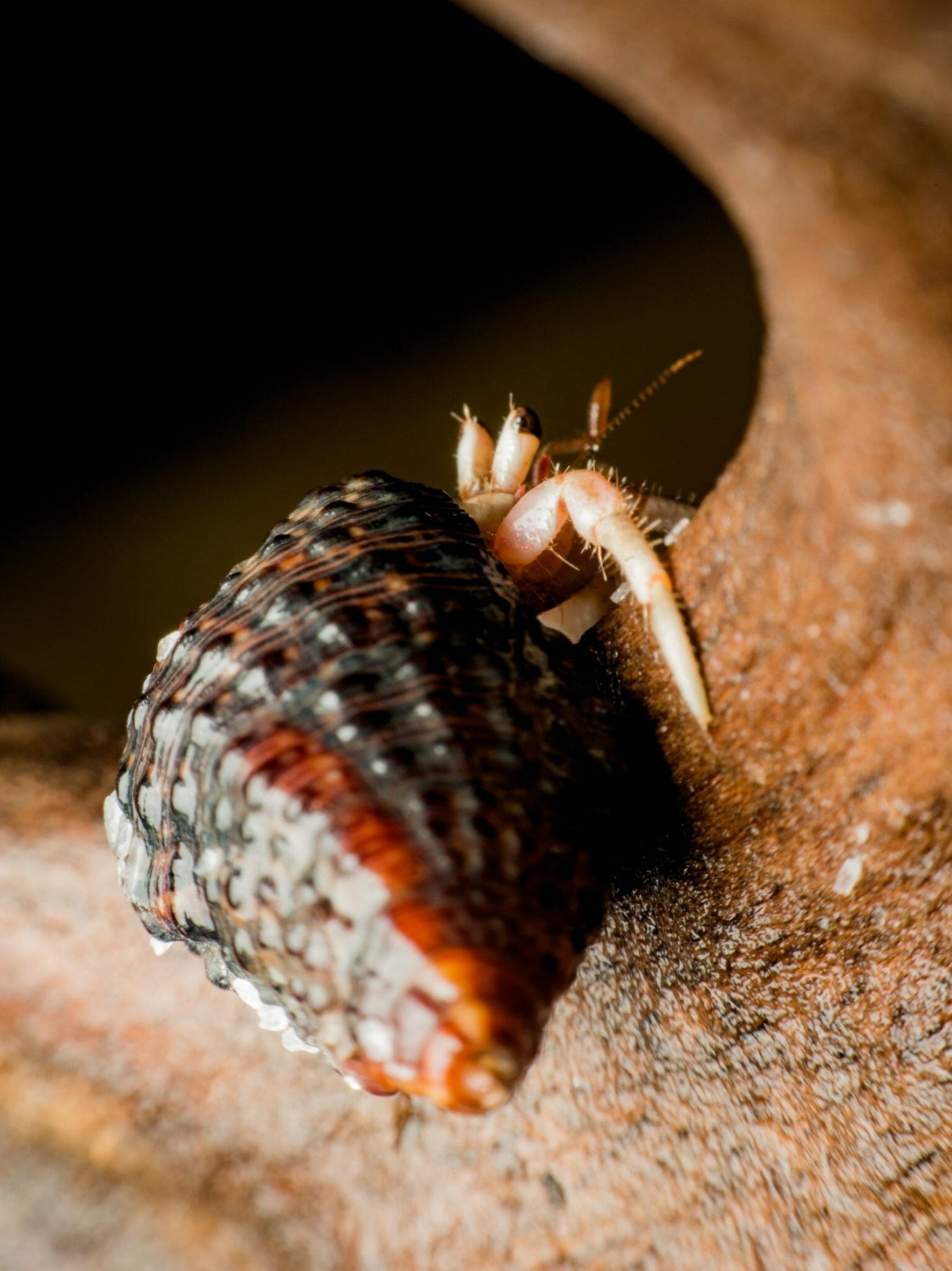 Do Hermit Crabs Sleep: Duration, Habits, and Interesting Facts - HomeTanks
