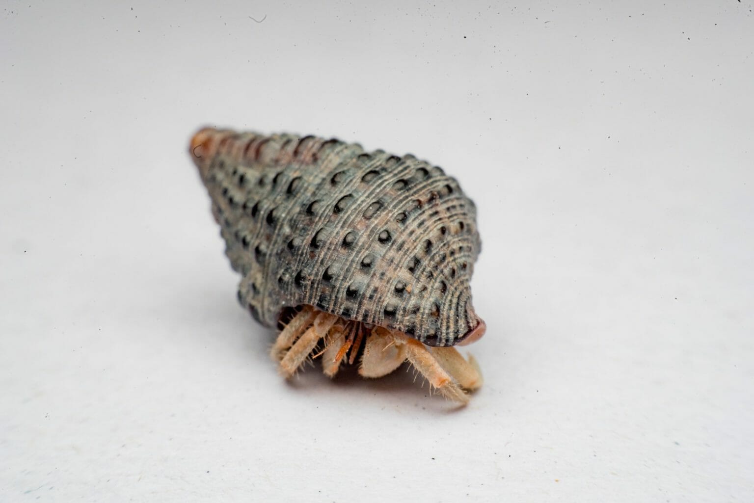 Types of Hermit Crabs: 7 Wonderful Species You Need to Check Out ...