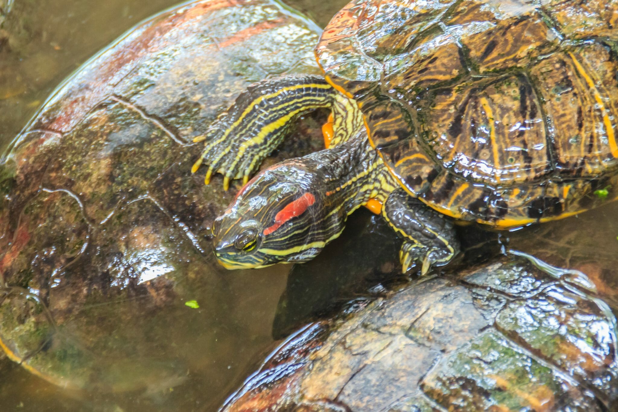Do Red-Eared Slider Turtles Have Teeth: Interesting Facts That Will ...