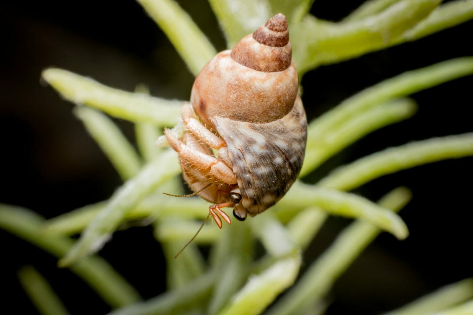 Types of Hermit Crabs: 7 Wonderful Species You Need to Check Out ...