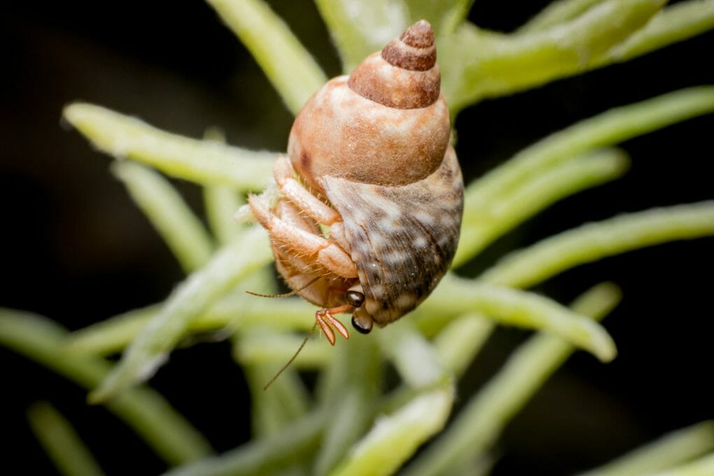 Types of Hermit Crabs: 7 Wonderful Species You Need to Check Out ...