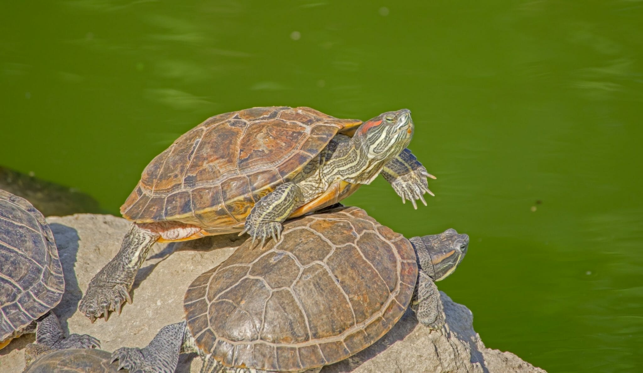 Red Eared Slider Turtle Male vs. Female: How to Tell the Differences