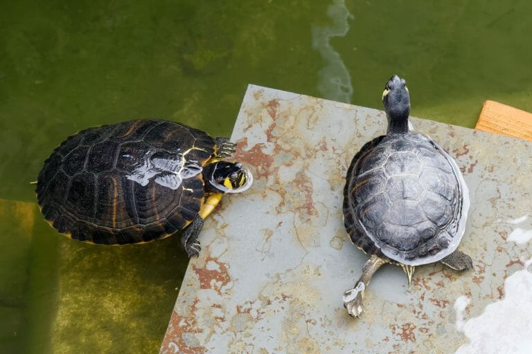 Why Do Red-Eared Slider Turtles Bite Each Other: Reasons and Prevention