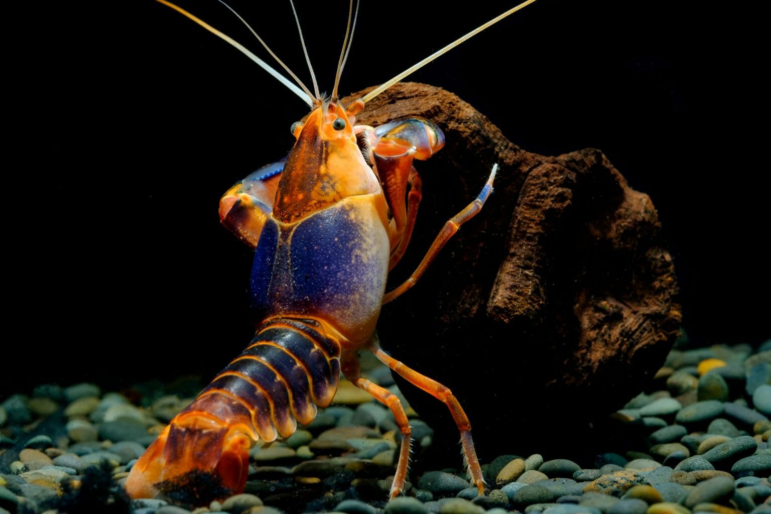 How to Breed Freshwater Crayfish: A Guide to Ethical Crayfish Home Farming