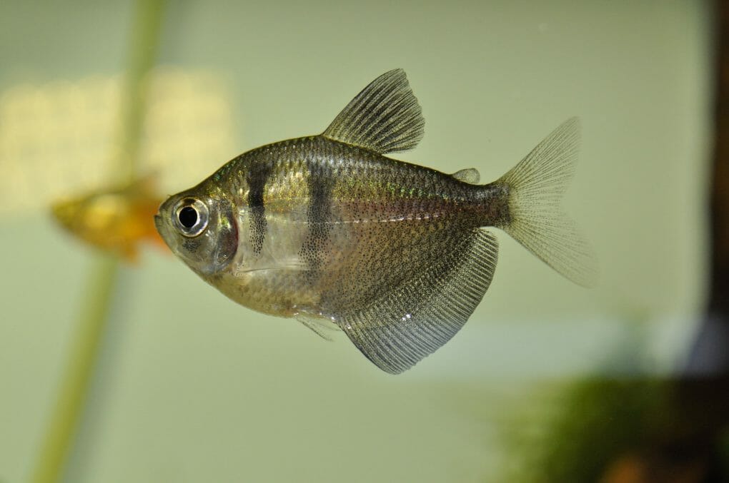 Do Red-Eared Slider Turtles Eat Fish: Your Pet's Main Diet - HomeTanks