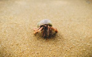 Hermit Crab's Personality: Their Behavior Towards Different Activities ...
